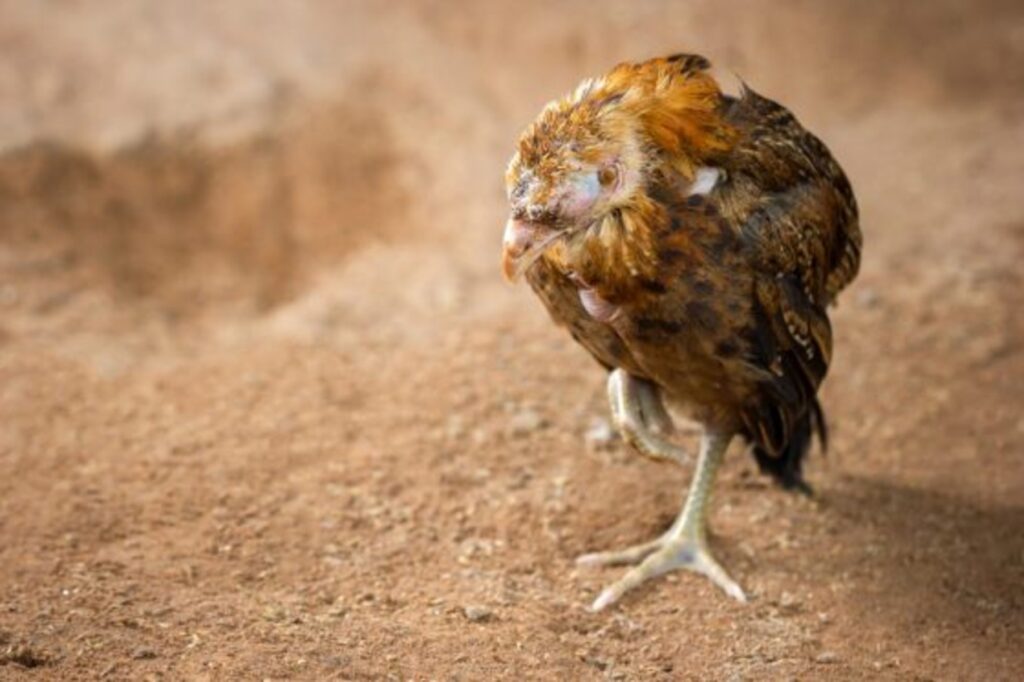 All Cooped Up: Fowl Typhoid and Pullorum Disease - Backyard Poultry